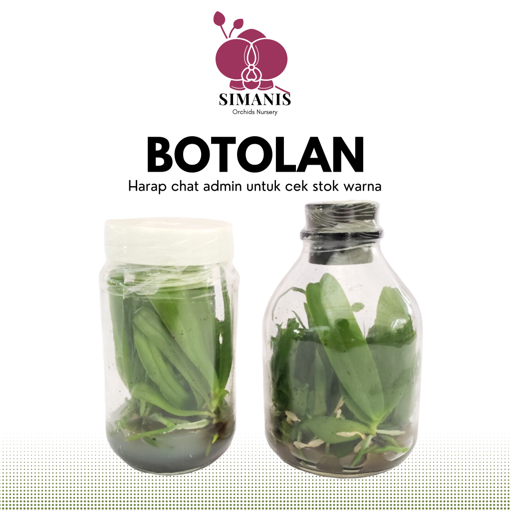 Jual Botolan Anggrek Bulan | Shopee Indonesia