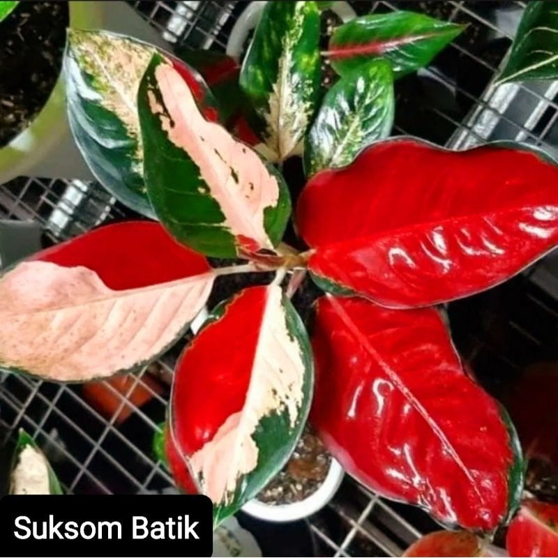 Jual Aglonema Suksom Batik Tri Color Merah Roset/ Aglaonema Suksom ...