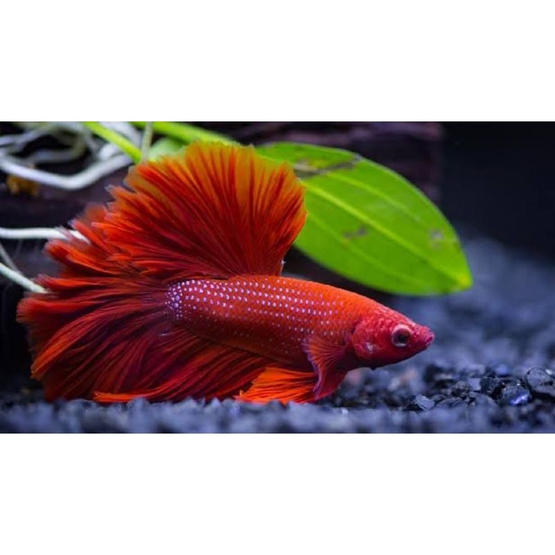Jual cupang Halfmoon Super Red ( HMSR ) | Shopee Indonesia