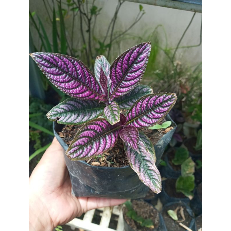 Jual Persian Shields | Shopee Indonesia