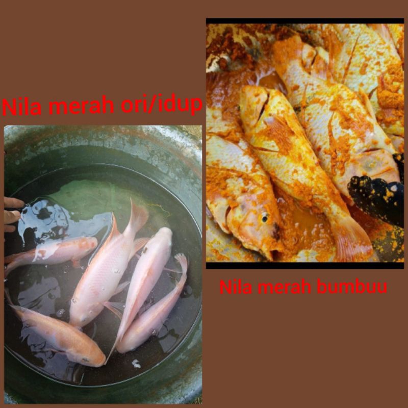 Jual Ikan nila merah bumbu 1 kg isi 4/5 ekor | Shopee Indonesia