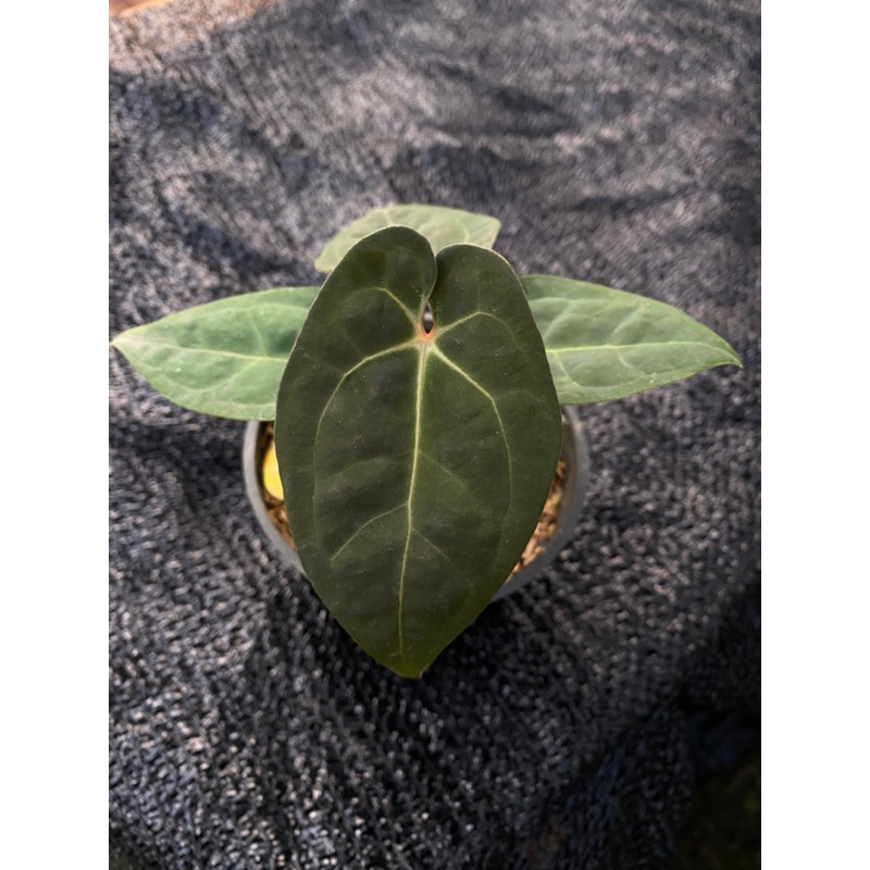 Jual Anthurium Darkespanama //anthurium goliath X Anthurium Forgetti ...