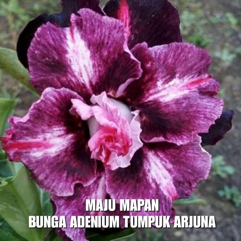 Jual BUNGA ADENIUM TUMPUK ARJUNA SUPER | Shopee Indonesia