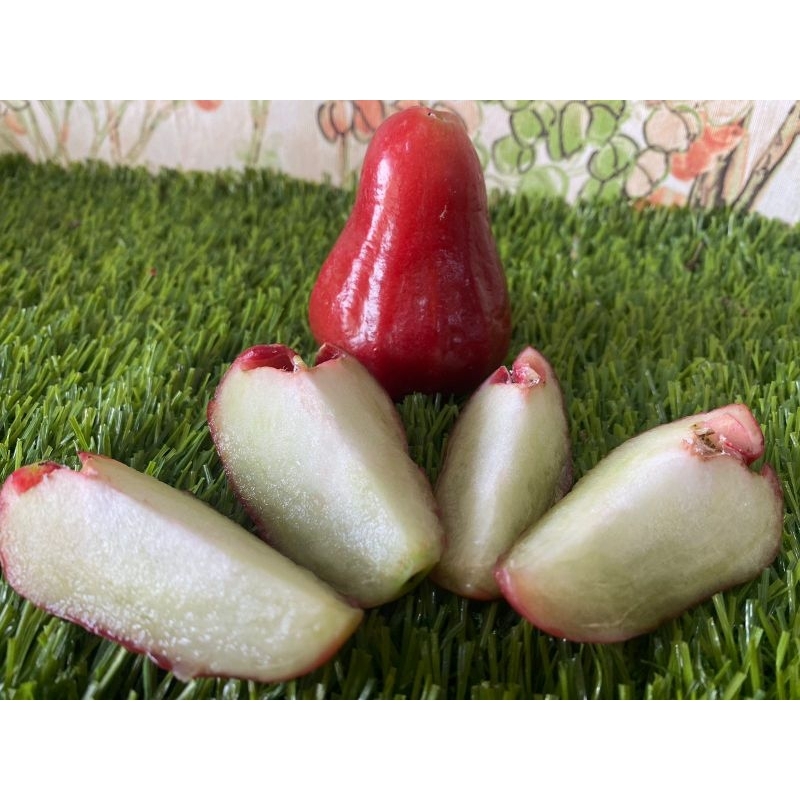 Jual buah jambu air citra|jambu air citra|500gram|nuri fruits|buah ...