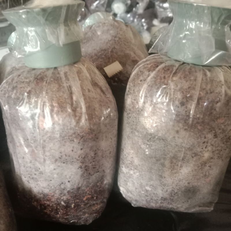 Jual BENIH JAMUR MERANG PUTIH ISI 10 LONG | Shopee Indonesia