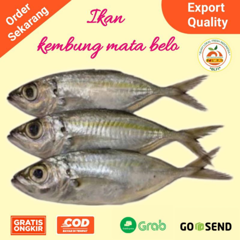 Jual IKAN KEMBUNG MATA BELO PER 500gr | Shopee Indonesia