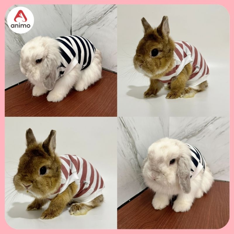 Jual Animo Kaos Kelinci / Sweater Baju Rabbit Cloth Size S dan M ...