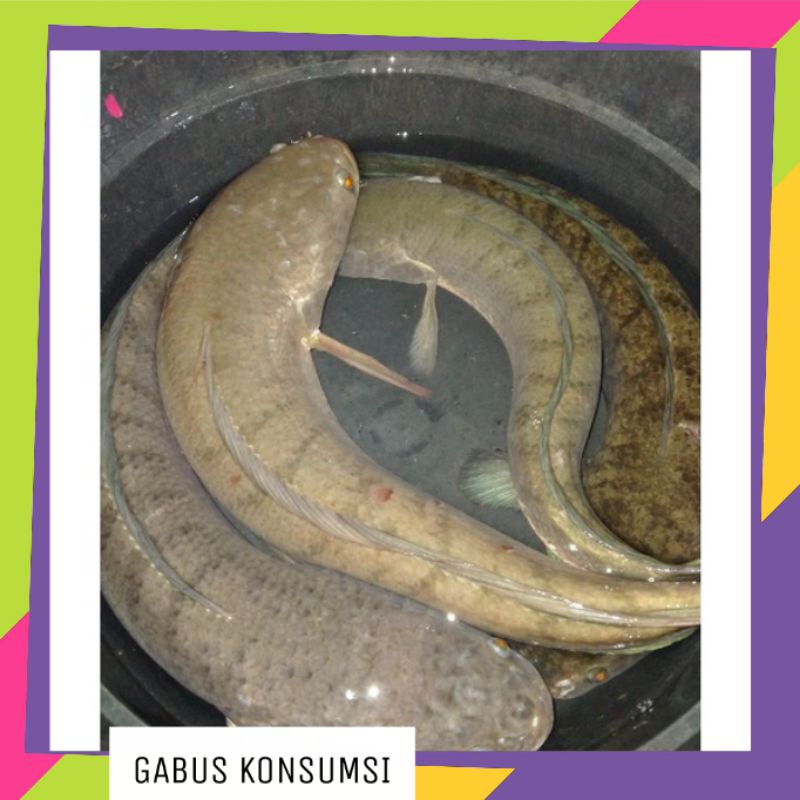 Jual ikan gabus besar/chana | Shopee Indonesia
