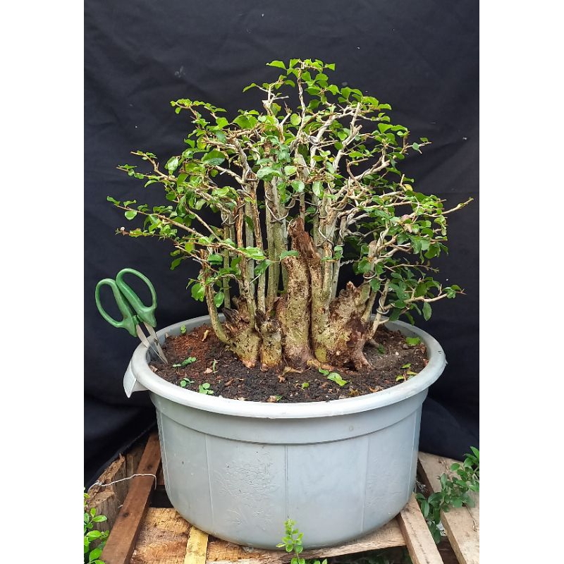 Jual Bonsai Rukam Grouping | Shopee Indonesia