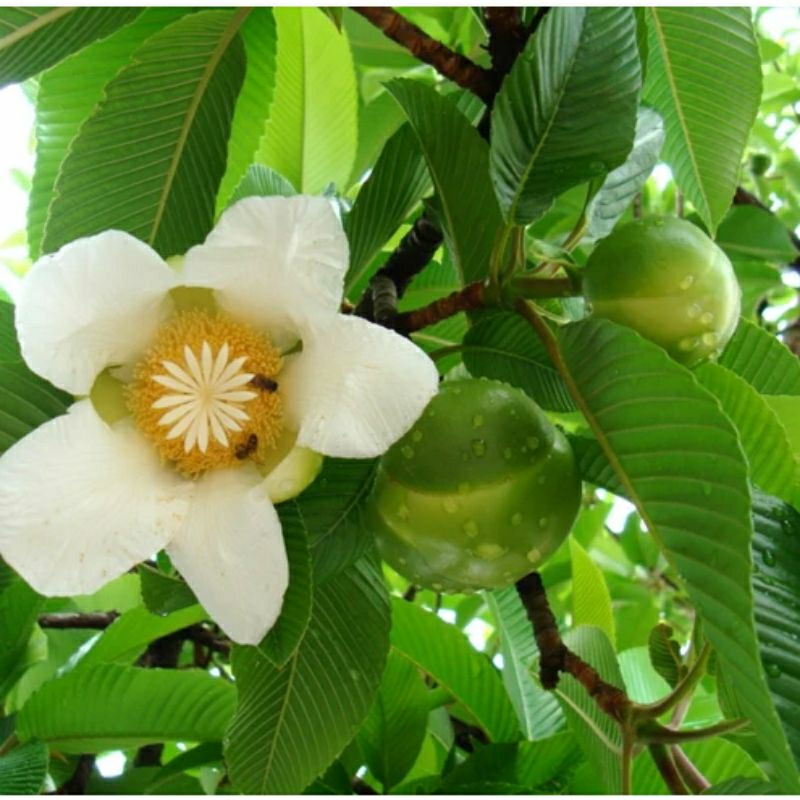 Jual Daun Sempur/Simpur/Simpu segar 100gram | Shopee Indonesia