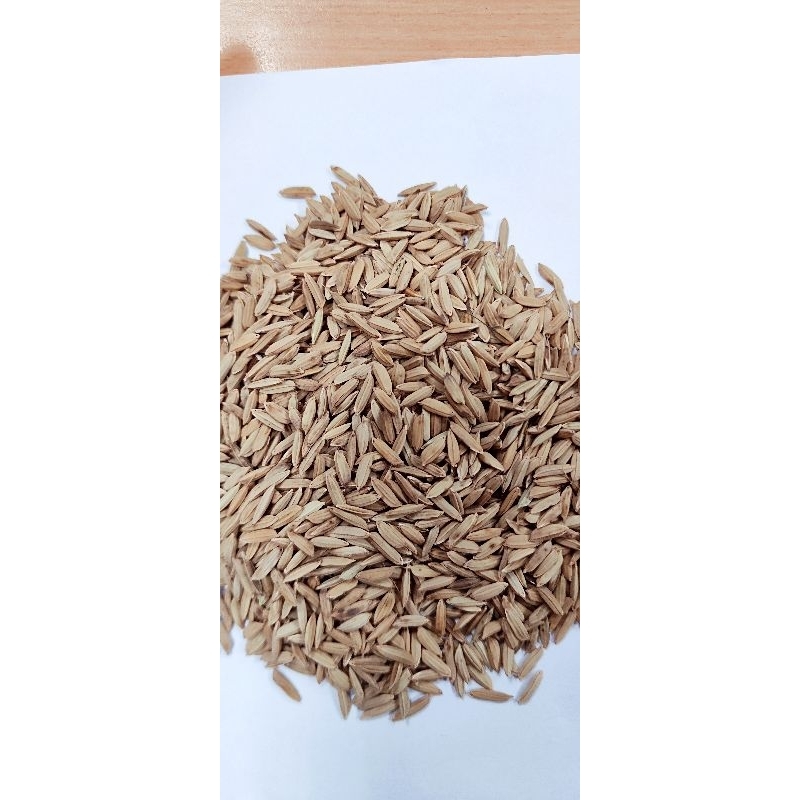 Jual GABAH BERAS MERAH SPECIAL 1KG | Shopee Indonesia