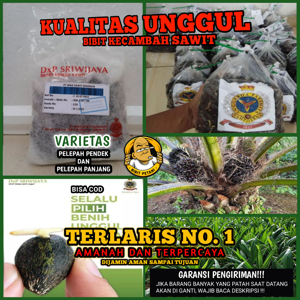 Jual BIBIT KECAMBAH POLONG SAWIT SRIWIJAYA SJ 5 UNGGUL BERSERTIFIKAT BIBIT BENIH KECAMBAH SAWIT ...