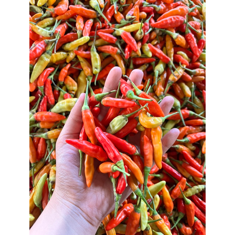 Jual Cabai Kecil - Lombok Merah Ori 500kg (Khusus Jatim-Bali) | Shopee ...