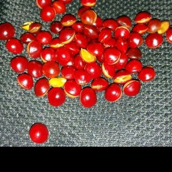 Jual Biji saga merah sangrai siap konsumsi cocok buat cemilan 1kg ...