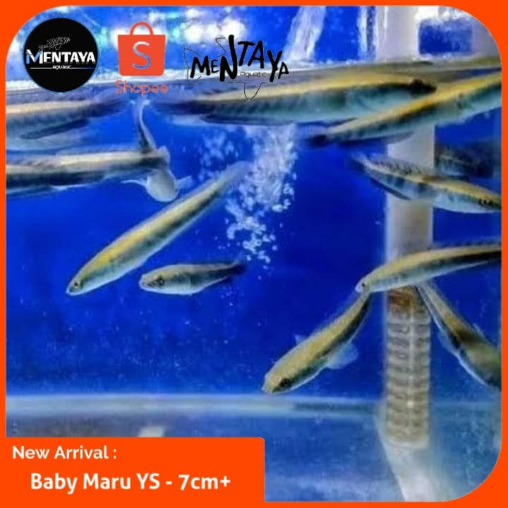 Jual Maru Yellow Sentarum Baby 7cm up | Shopee Indonesia