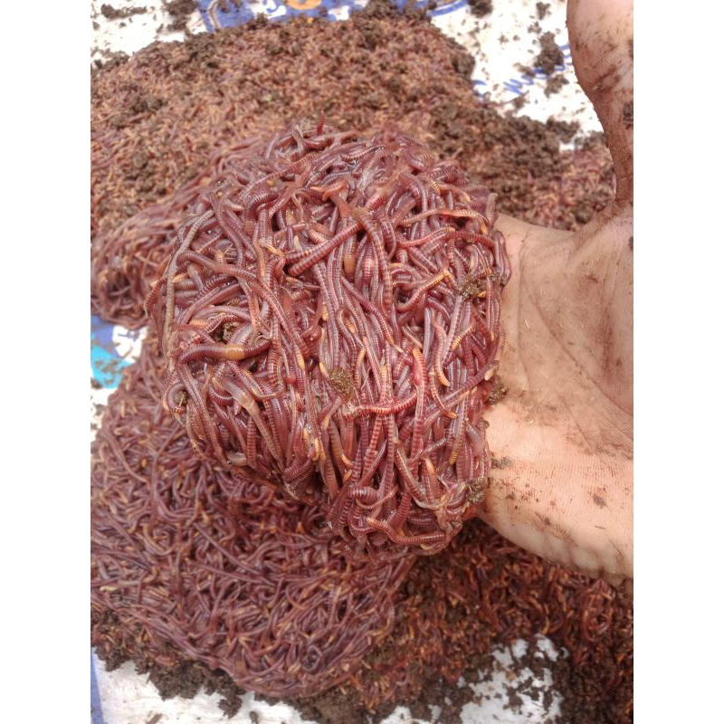 Jual Cacing lumbricus tiger cacing tanah tiger 1kg | Shopee Indonesia