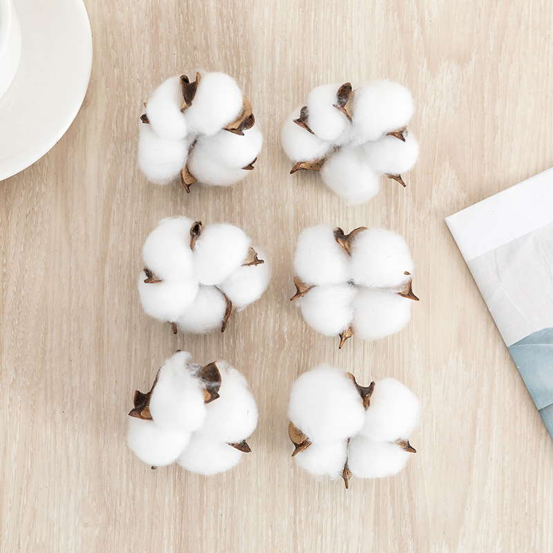 Jual 10 Kepala Flower Cotton Preserved Bunga Kapas Kering Dekorasi ...