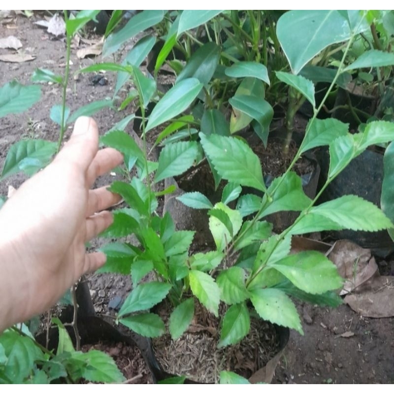 Jual Bibit tanaman daun teh tehan | Shopee Indonesia