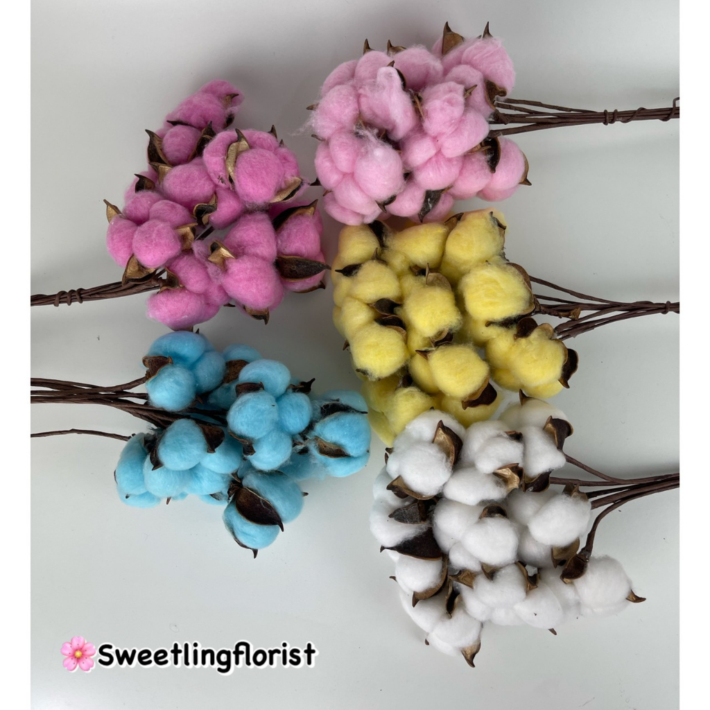 Jual Bunga Kapas Kering / Dried Cotton Flower Ecer Per Tangkai | Shopee ...