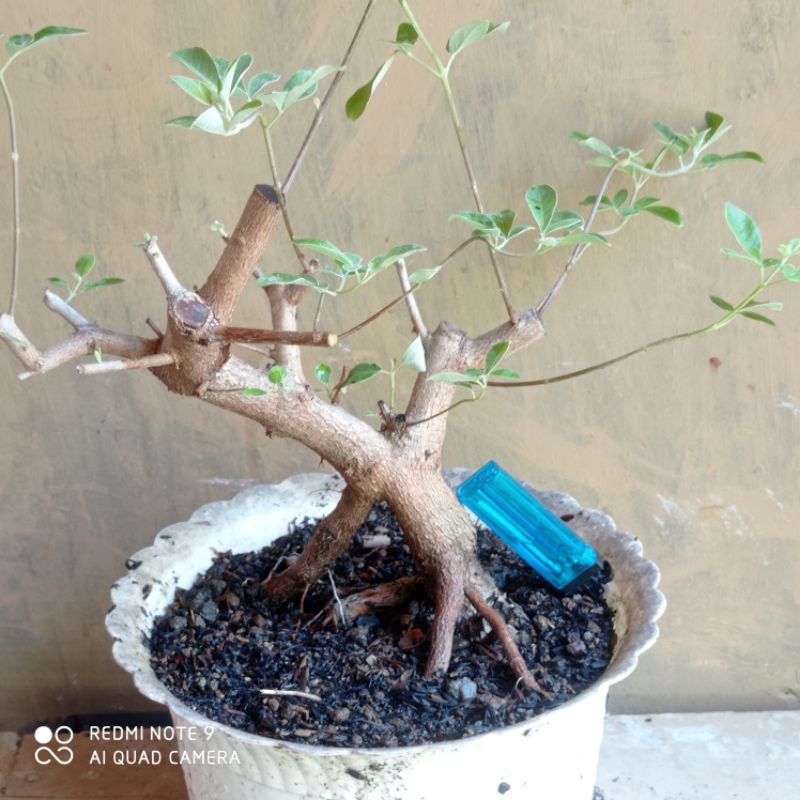 Jual bahan bonsai legundi realpic | Shopee Indonesia