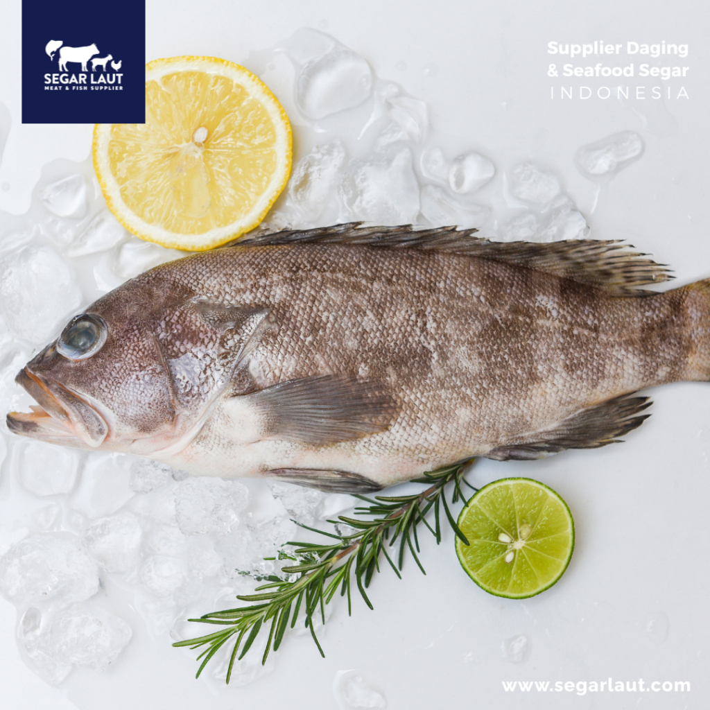 Jual IKAN KERAPU | GROUPER FISH | FRESH FROZEN & SEGAR | Shopee Indonesia