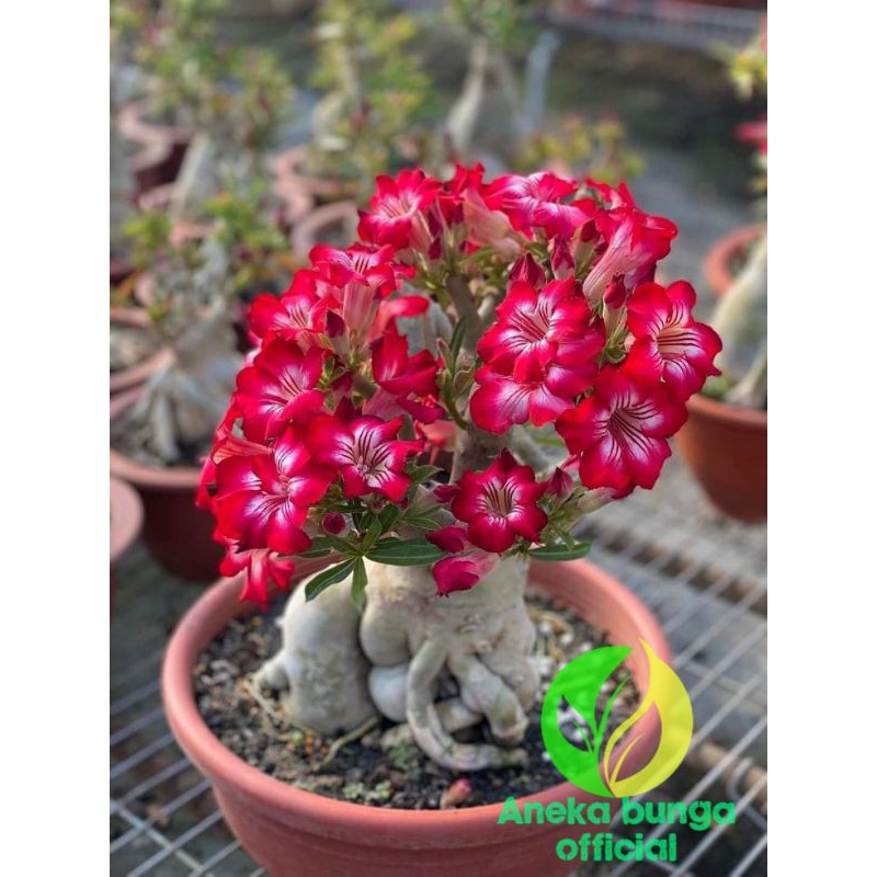 Jual Tanaman hias bunga adenium tumpuk merah / Kamboja jepang tumpuk ...