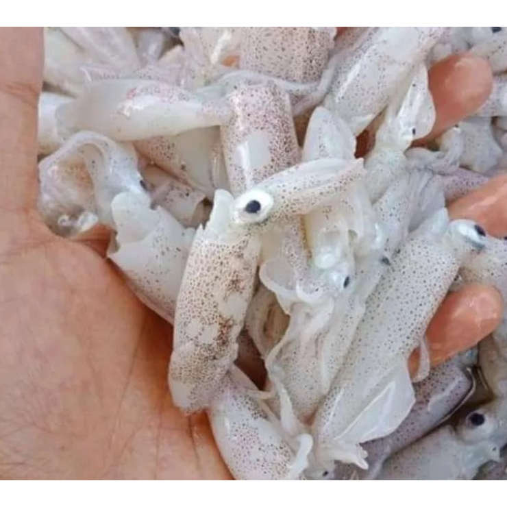 Jual Baby Cumi Segar 1 kilo | Shopee Indonesia
