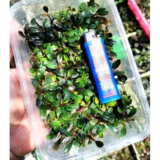 Jual Bucephalandra mini micro melawi per mika | Shopee Indonesia