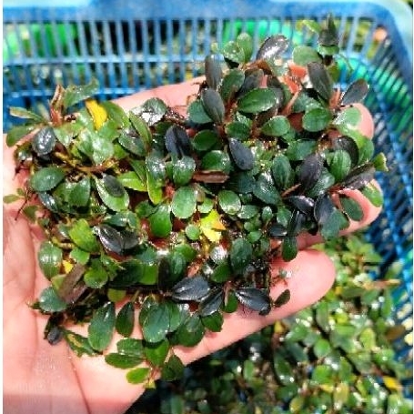 Jual TOP QUALITY !!! Bucephalandra MINI MELAWI per Clump | Shopee Indonesia