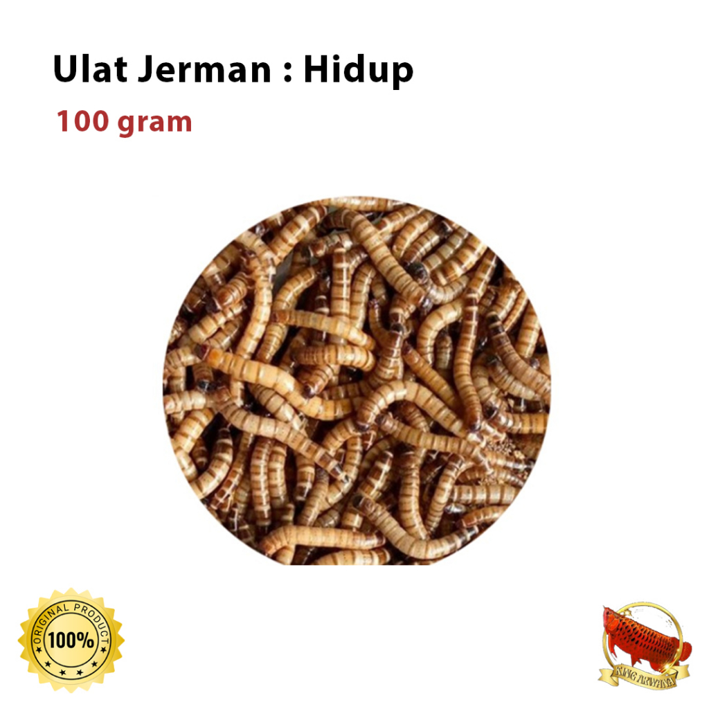 Jual Ulat Jerman Hidup 100 gram Pakan Ikan Arwana dll - Khusus ...