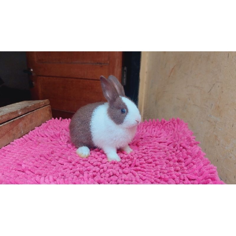 Jual kelinci mini dutch panda choco 3bulan | Shopee Indonesia