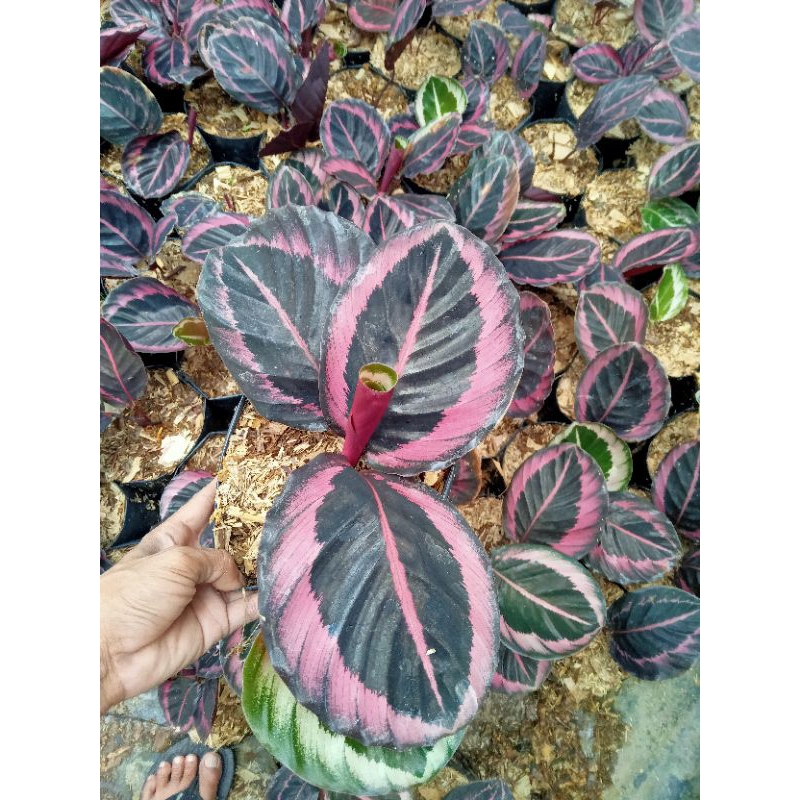 Jual chalatea/marantha pink rossy | Shopee Indonesia