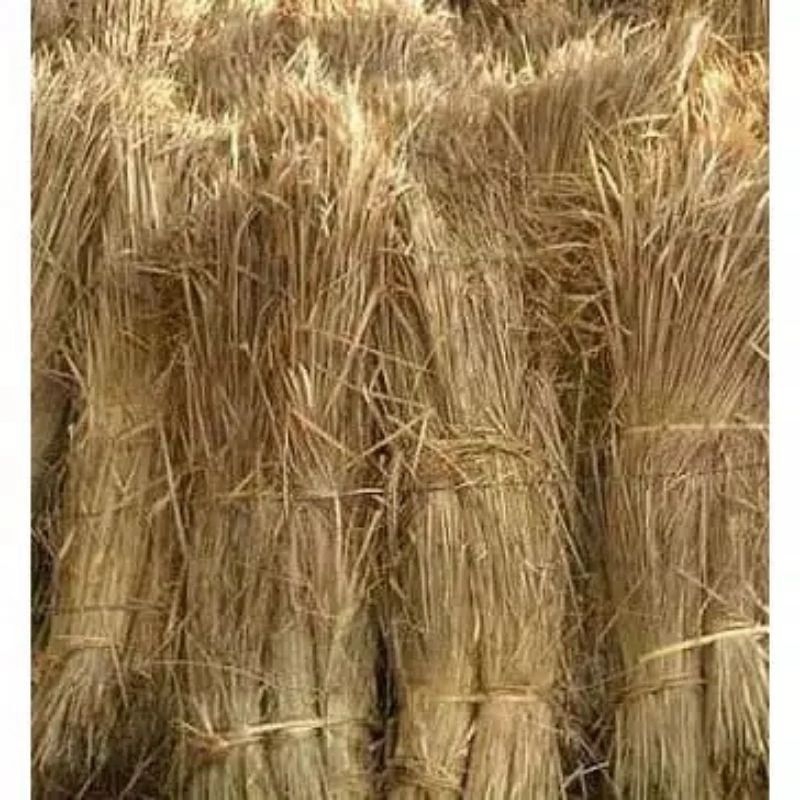 Jual jerami padi per ikat 500 gr untuk hiasan dan hewan ternak | Shopee ...