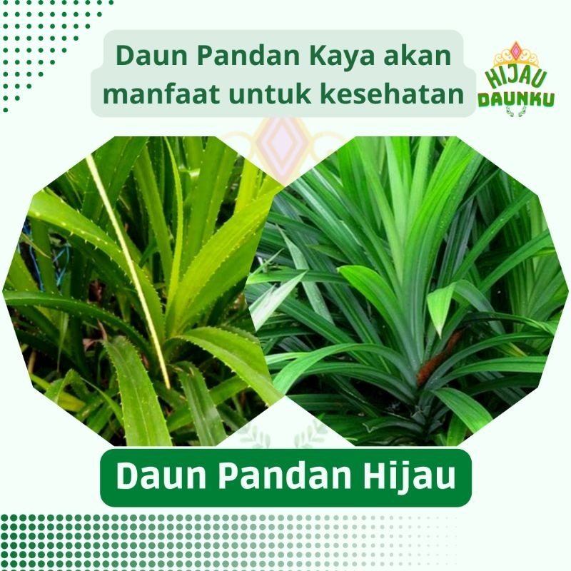 Jual Bibit Dan Daun Pandan Hijau Fresh Segar Tumbuhan Obat Tanaman ...