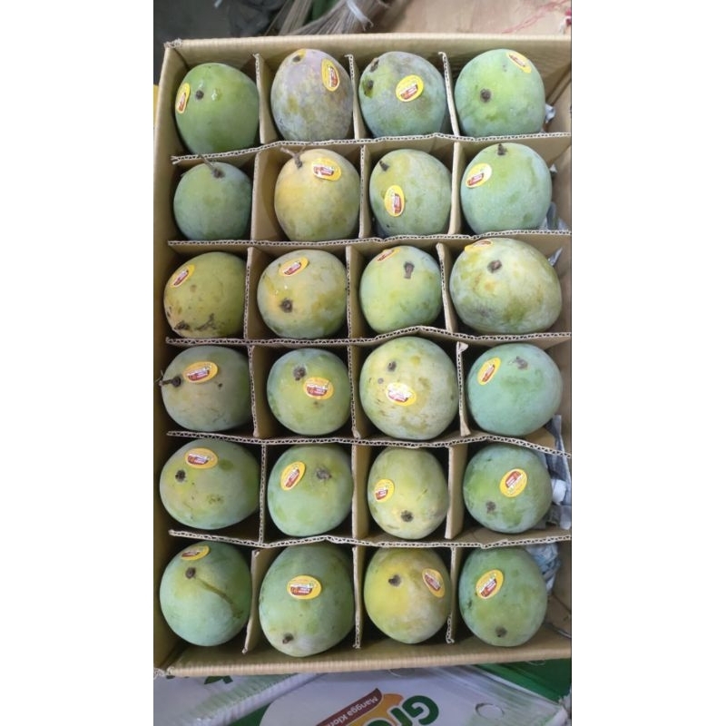 Jual mangga alpukat 1 dus isi 10kg | Shopee Indonesia