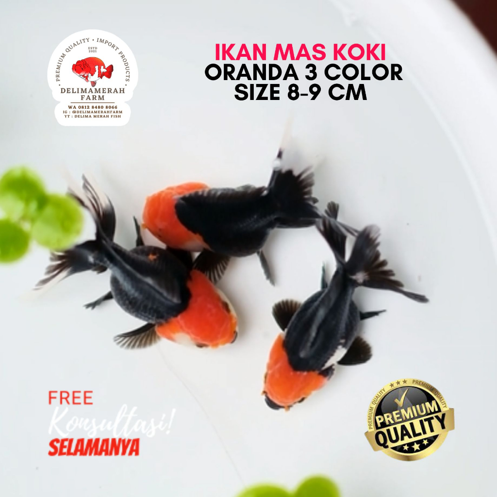 Jual IKAN MAS KOKI ORANDA PANDA 3 COLOR SIZE 7-8 CM | Shopee Indonesia