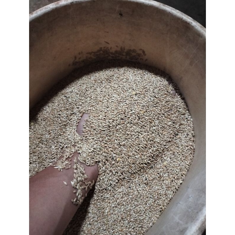 Jual benih rumput jepang 500gram | Shopee Indonesia