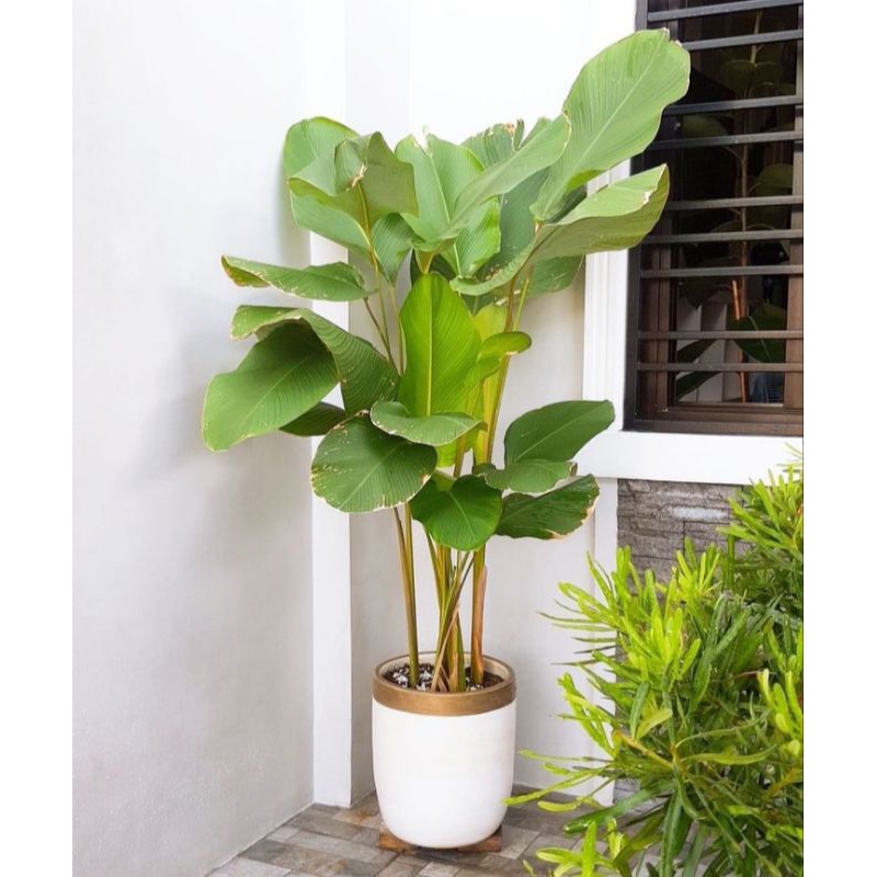 Jual PROMO Pisang Katak / Calathea Luthea | Shopee Indonesia