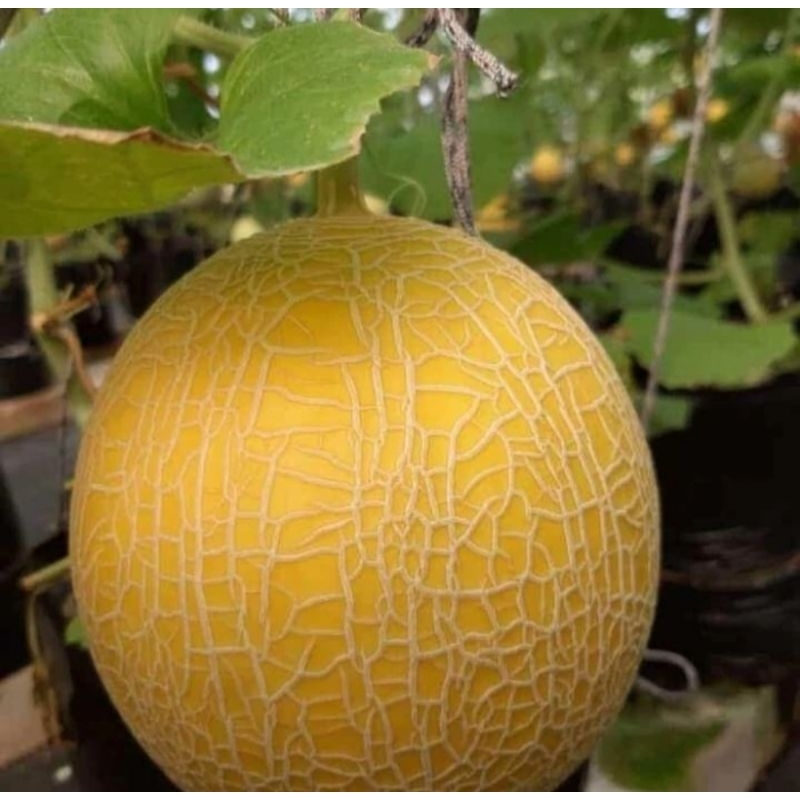 Jual 50 Benih Bibit Biji Melon Inthanon Golden Hibrida Seeds Super ...