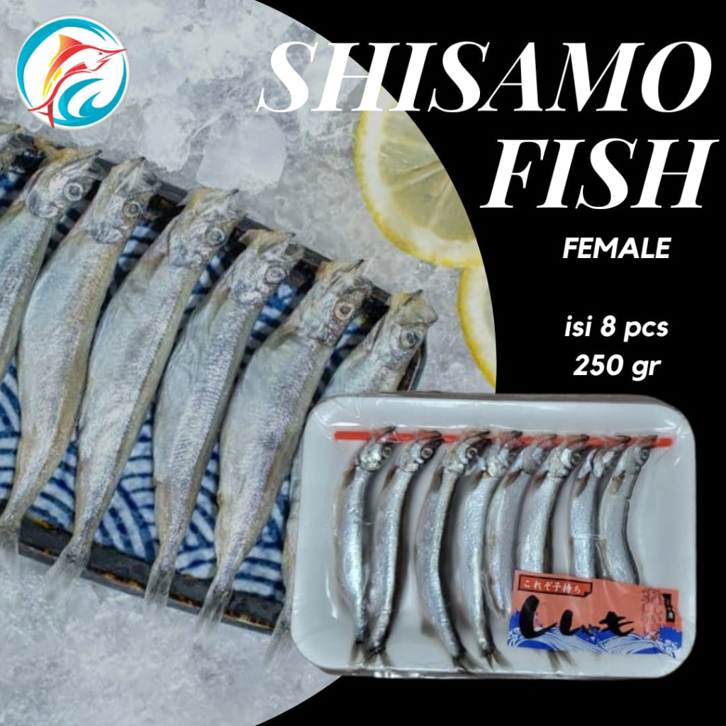 Jual SHISAMO FISH FEMALE TELUR || IKAN SHISAMO BETINA TELUR 200GR ...