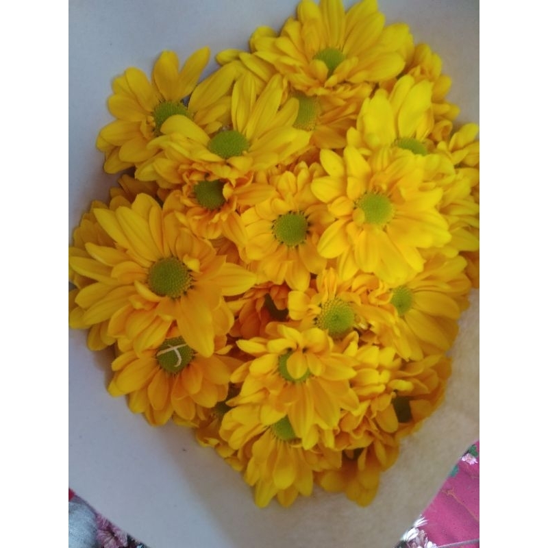 Jual Krisan Aster KUNING | Shopee Indonesia