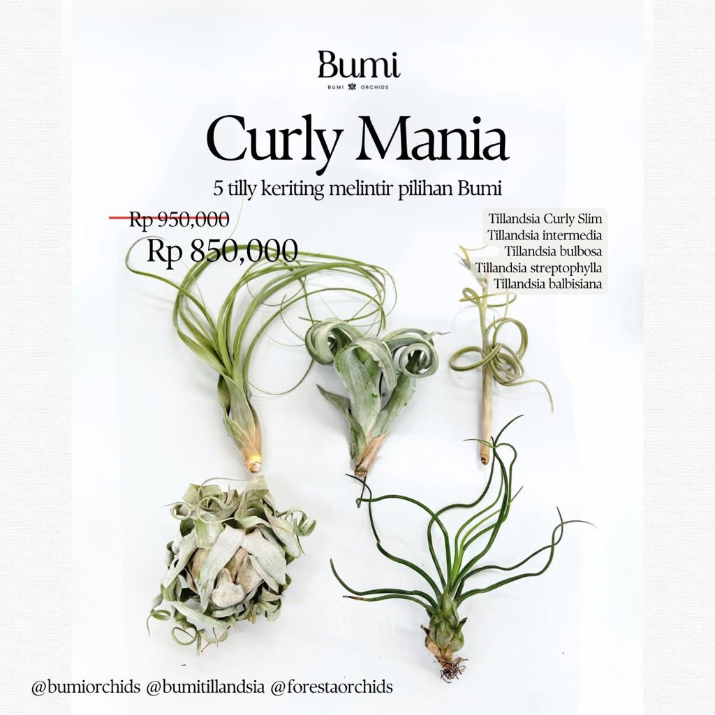 Jual Tillandsia Curly Mania - Bumi Air Plants Package Gift Box Kado ...