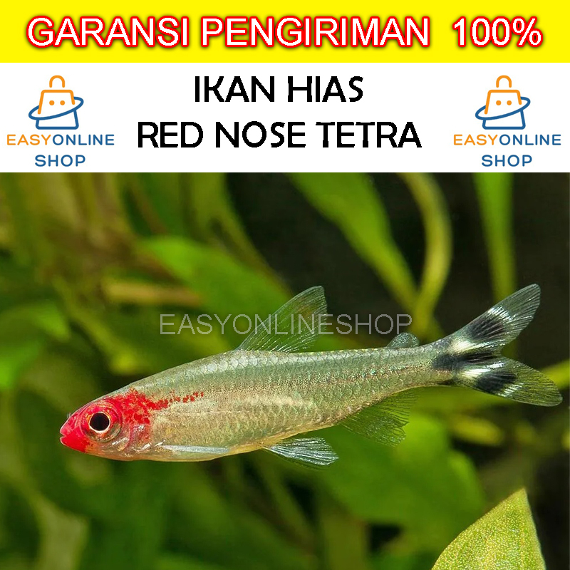 Jual Ikan Hias Red Nose Tetra Ikan Rednose Ikan Rummy Nose Tetra ...