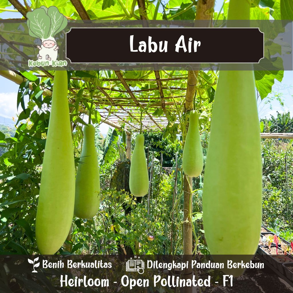 Jual 5 Biji - Benih Labu Air/ Labu Putih. Open Pollinated. Labu Putih ... Jual 5 Biji - Benih Labu Air/ Labu Putih. Open Pollinated. Labu Putih ...