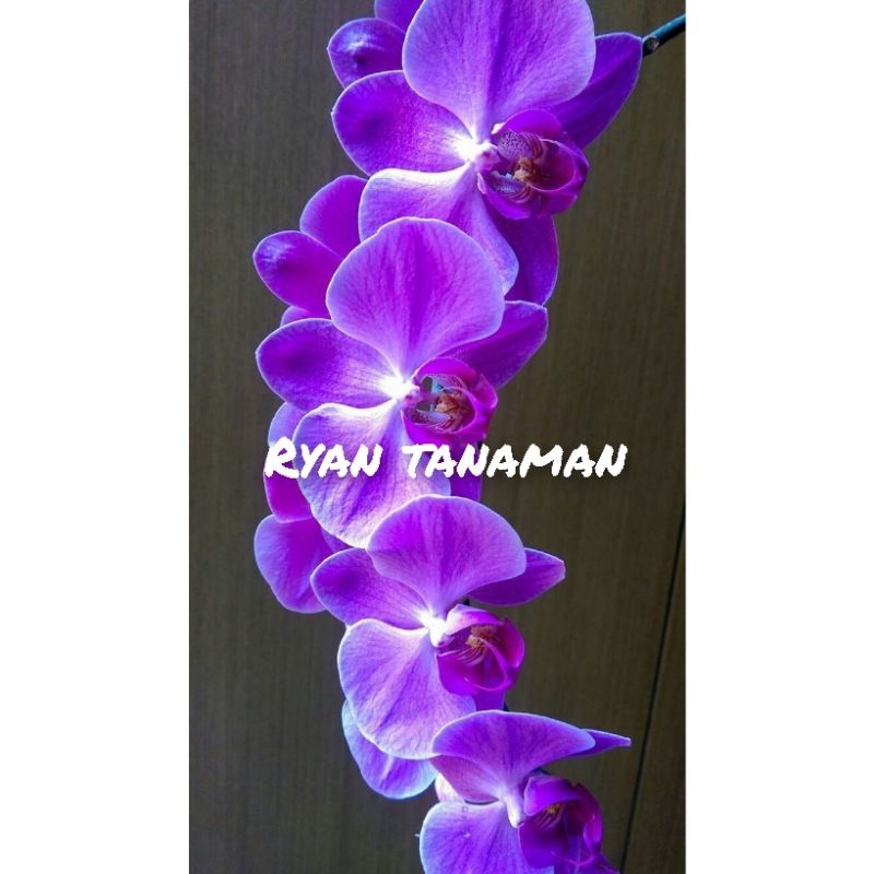 Jual tanaman hias bibit bunga anggrek dendrobium bunga purple | Shopee ...