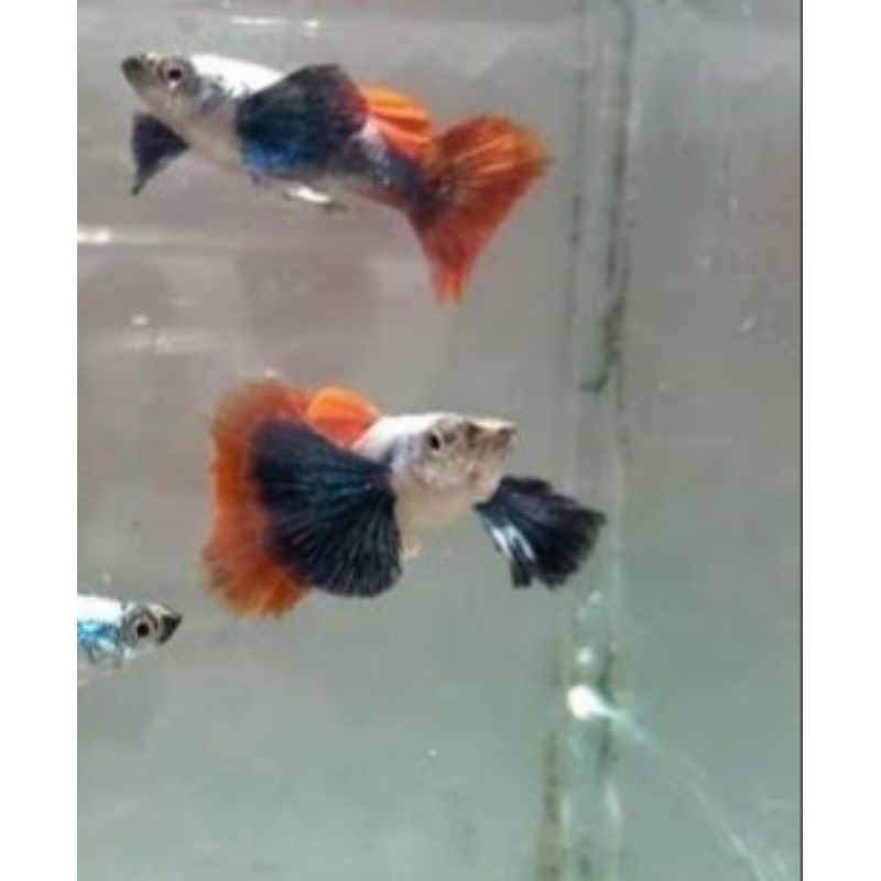 Jual sticker guppy prtde sepasang grade A | Shopee Indonesia