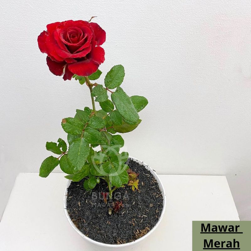 Jual TANAMAN BUNGA MAWAR WARNA MERAH | Shopee Indonesia