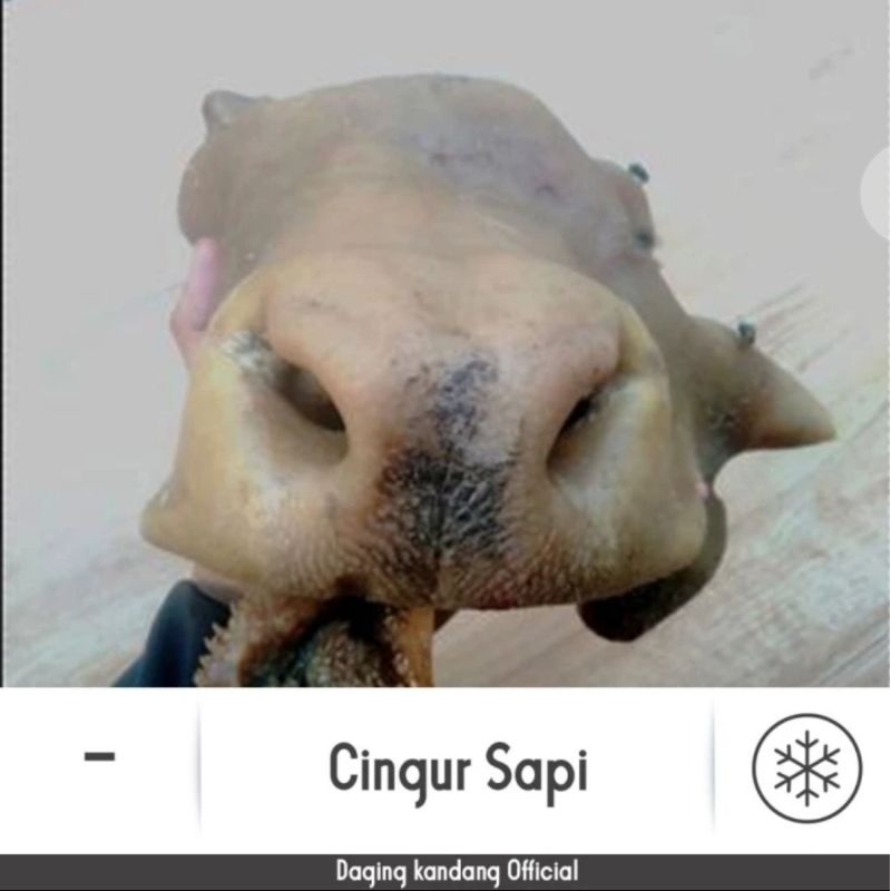 Jual CINGUR SAPI REBUS | Shopee Indonesia