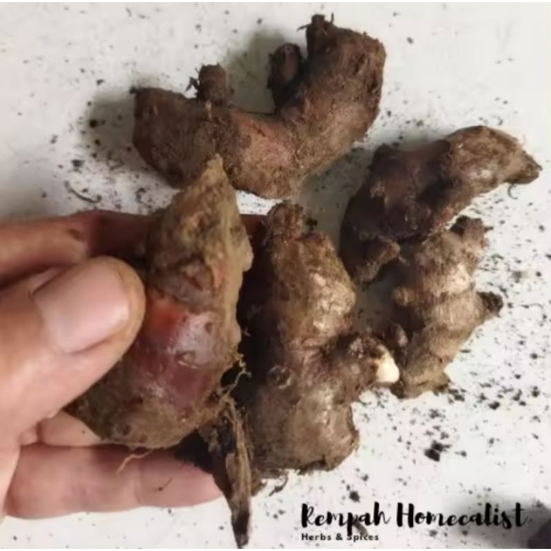 Jual bibit jahe merah super 1 kg siap tanam original bubuk asli terbaik ...