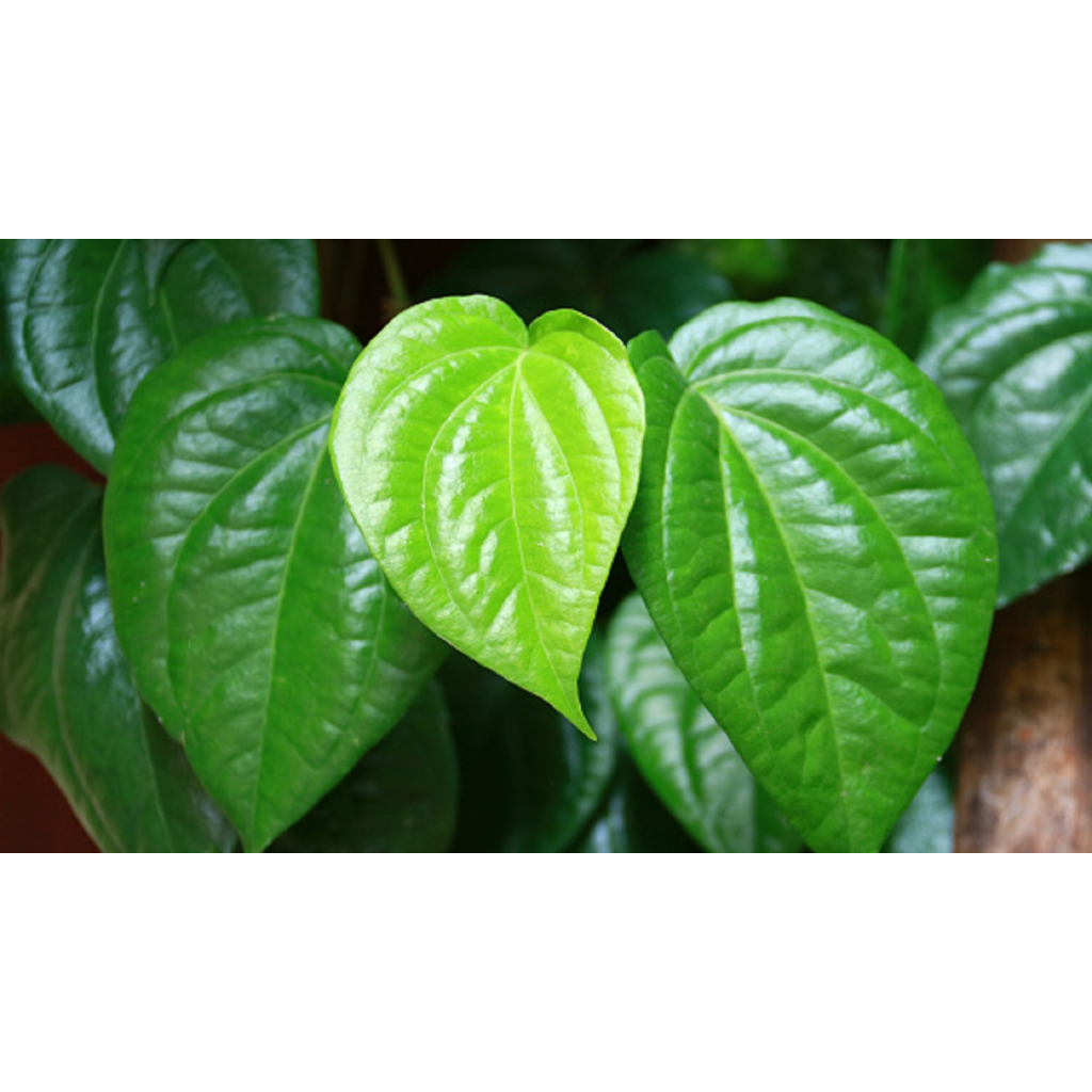 Jual DAUN SIRIH / SEUREUH PER 10 LEMBAR | Shopee Indonesia